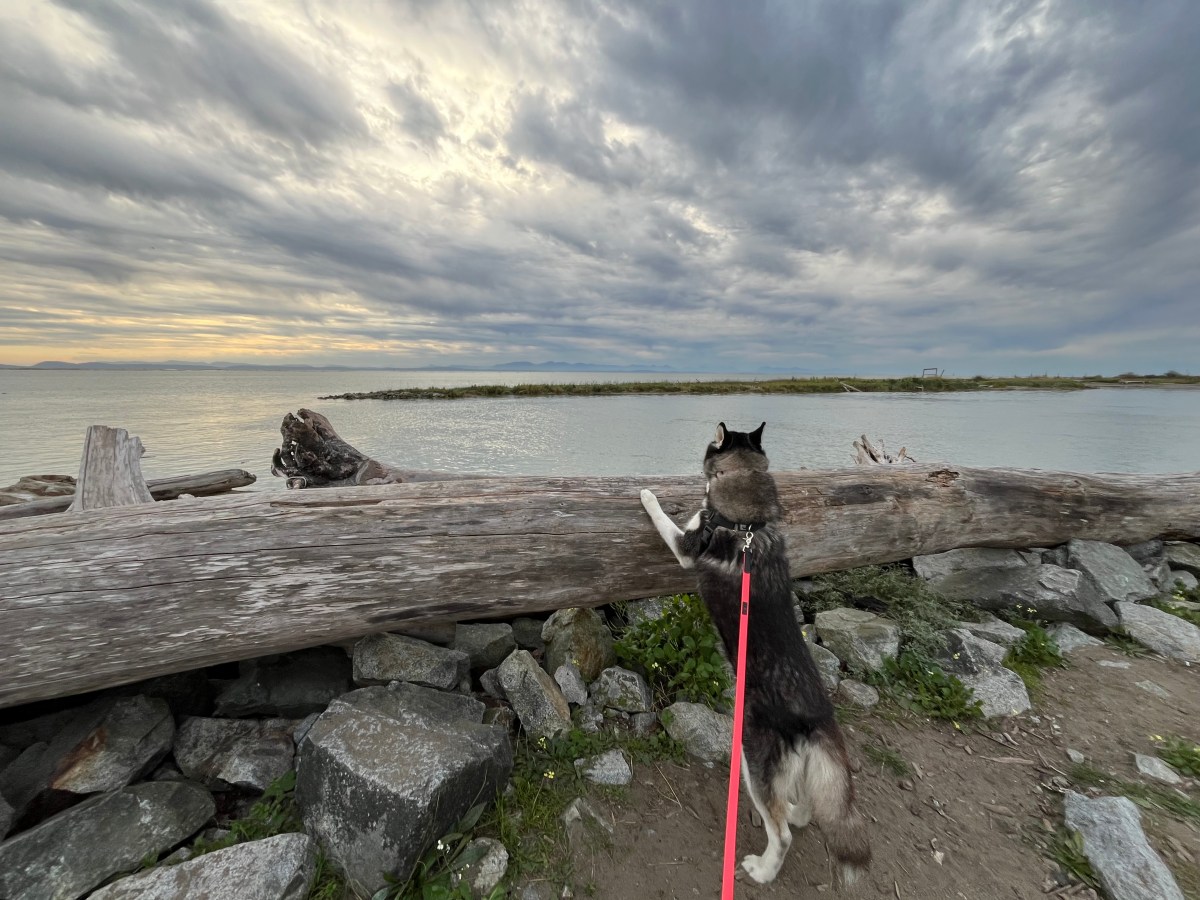 How to Start Building Visitor Studies into your Work: Lower the Barriers – TM Visitor Studies