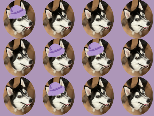 Sampling for Simple Visitor Studies – TM Visitor Studies